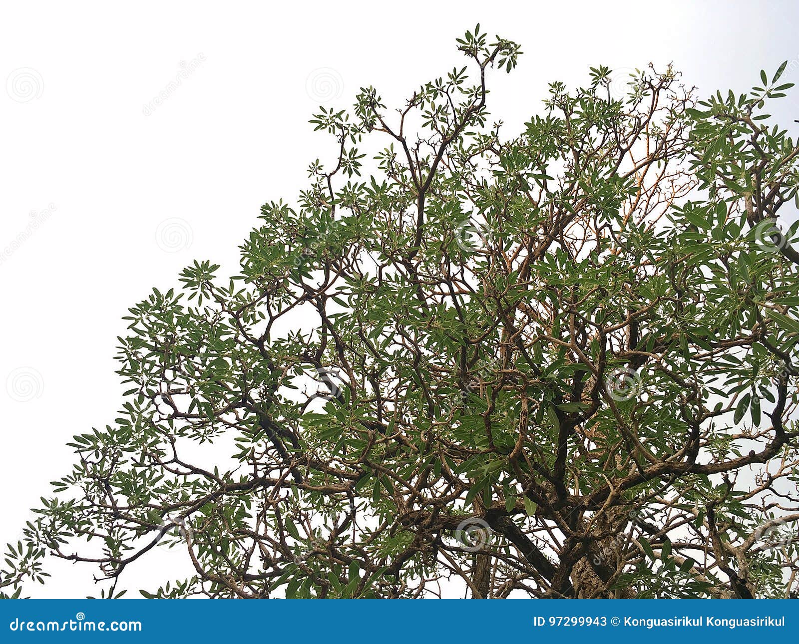 Embranchement de l'arbre image stock. Image du thaïlande - 97299943