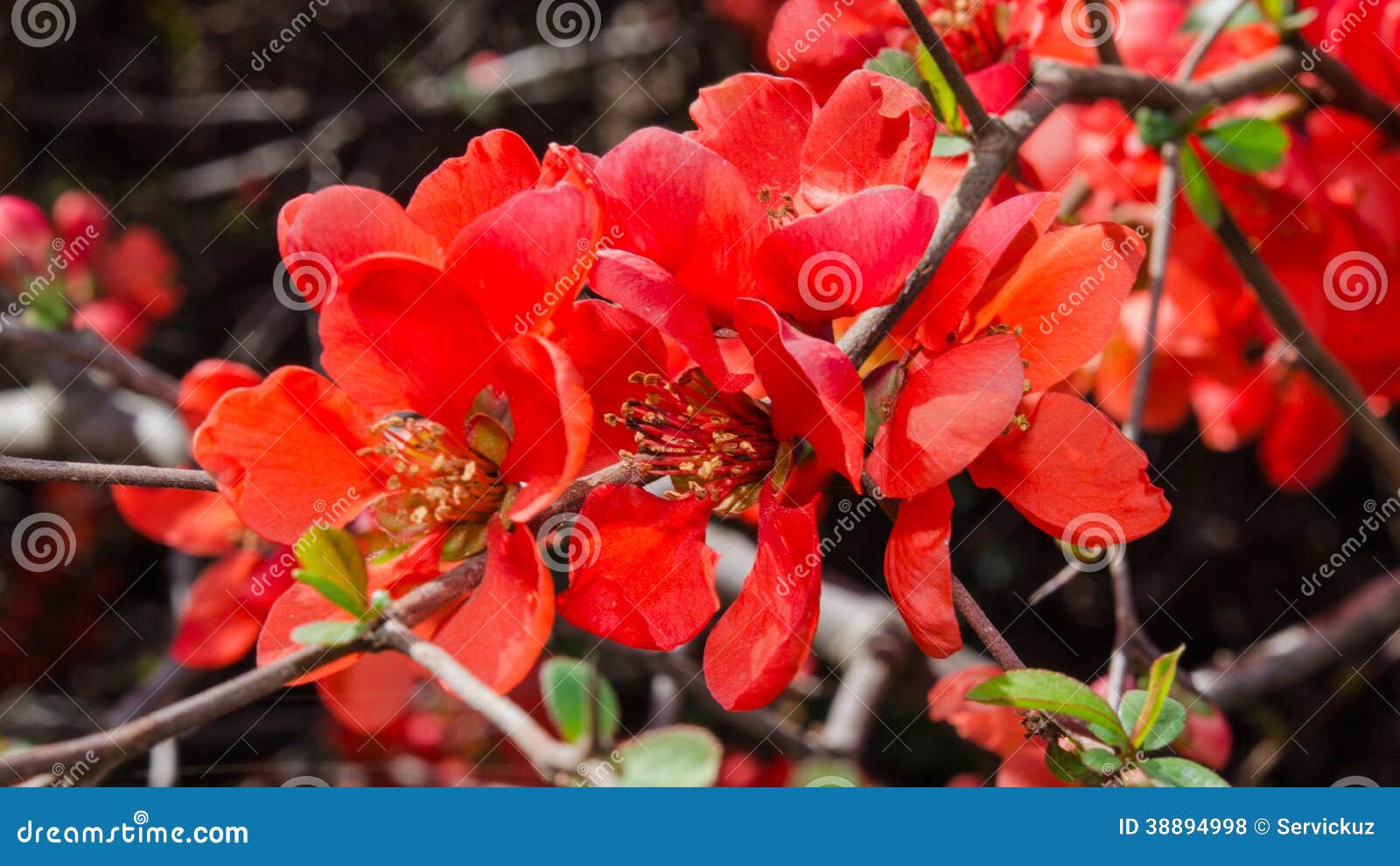 Embranchez-vous Avec Des Fleurs De Printemps Rouge Sur Le Buisson Photo ...
