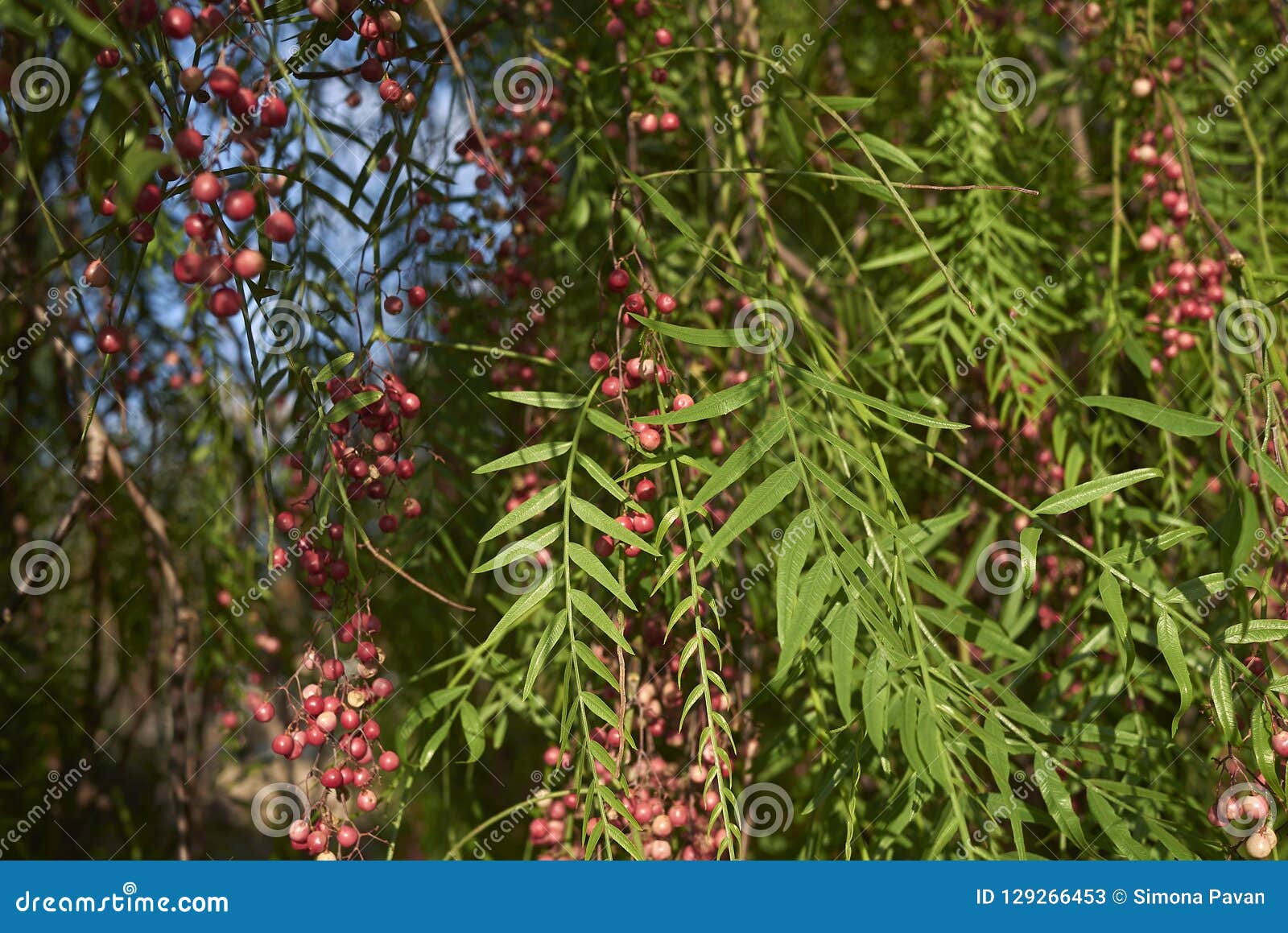 Embranchez-vous Avec Le Fruit Rose De L'arbre De Molle De Schinus Image ...