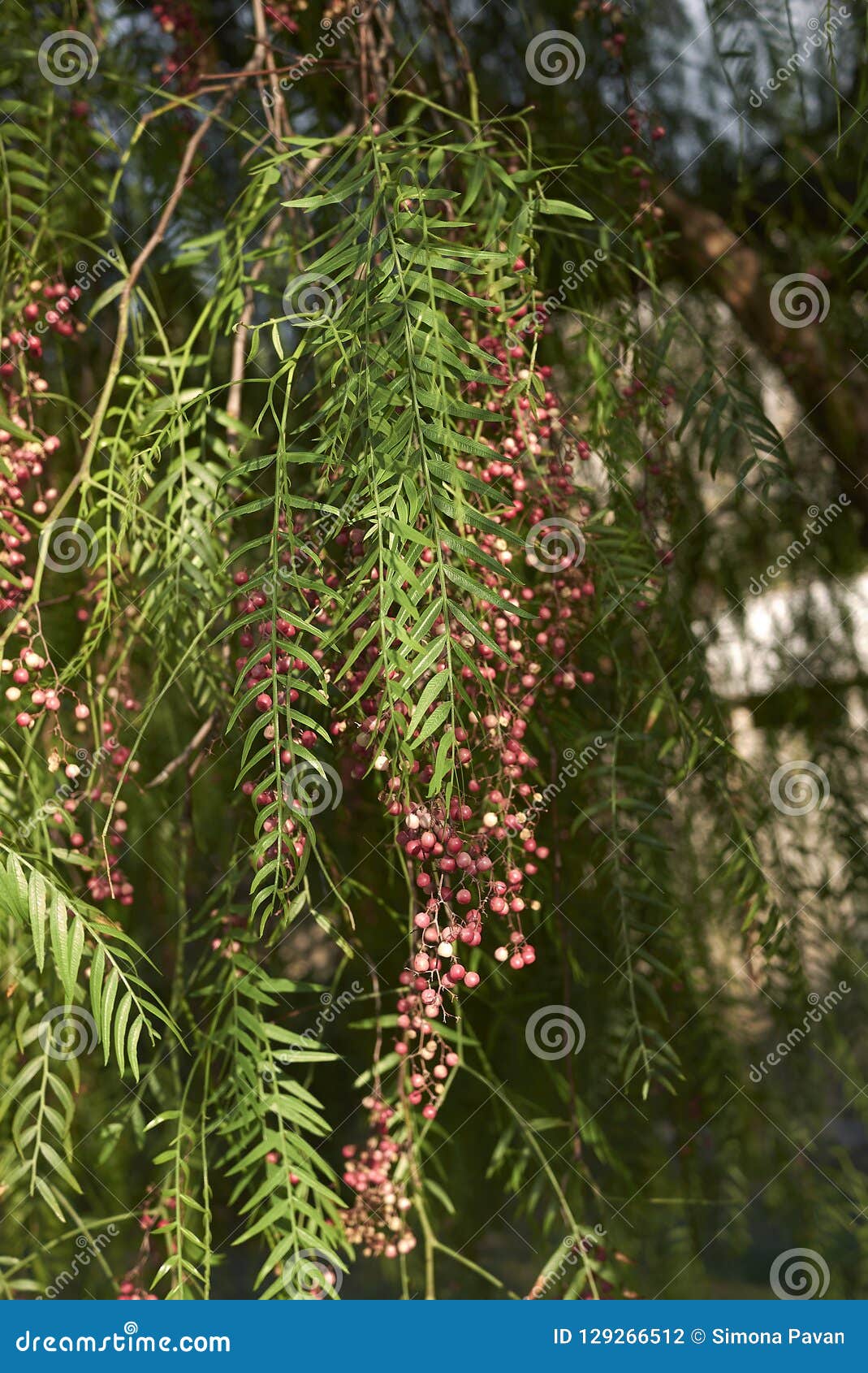 Embranchez-vous Avec Le Fruit Rose De L'arbre De Molle De Schinus Photo ...