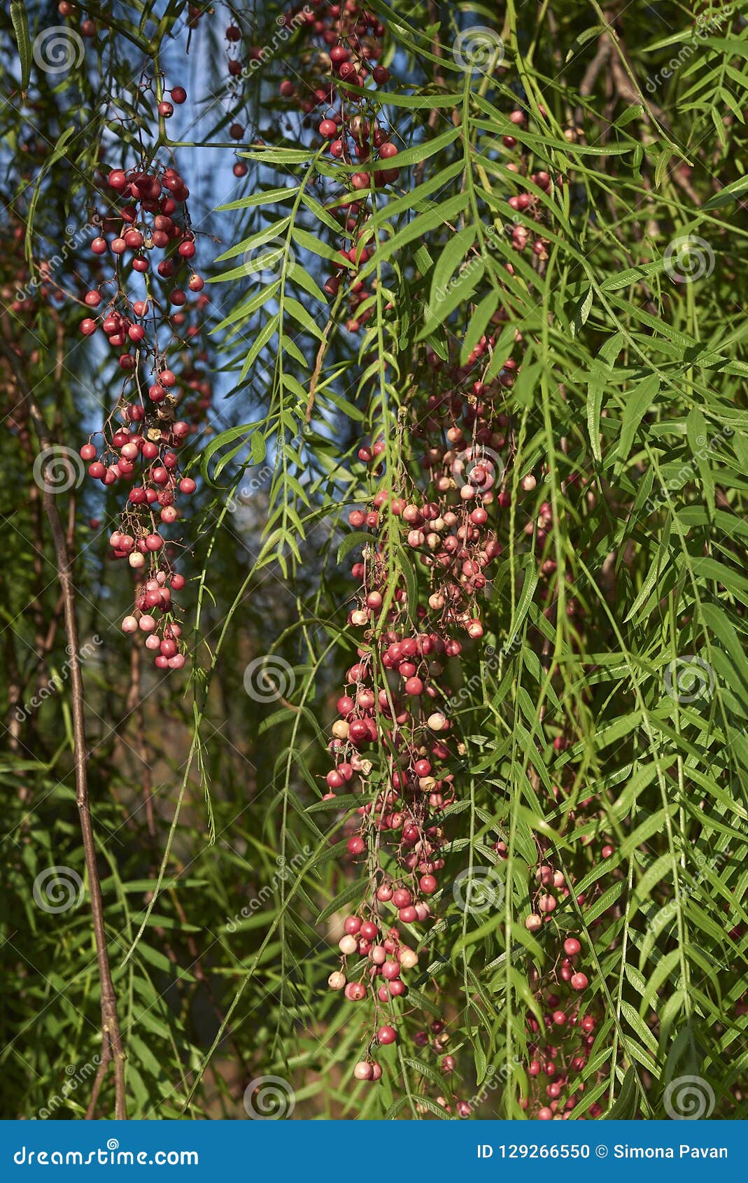 Embranchez-vous Avec Le Fruit Rose De L'arbre De Molle De Schinus Photo ...