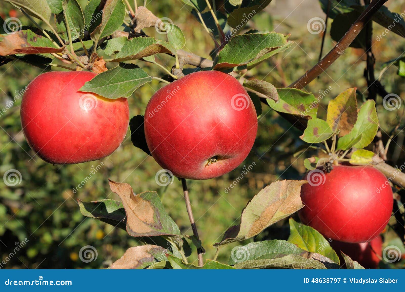 Embranchez-vous Avec Trois Pommes Rouges Image stock - Image du couleur ...