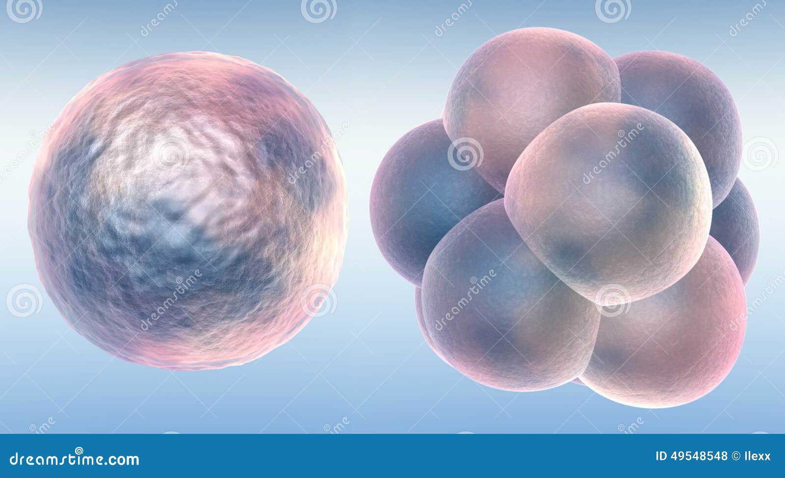 Embrión stock de ilustración. Ilustración de cuidado - 49548548