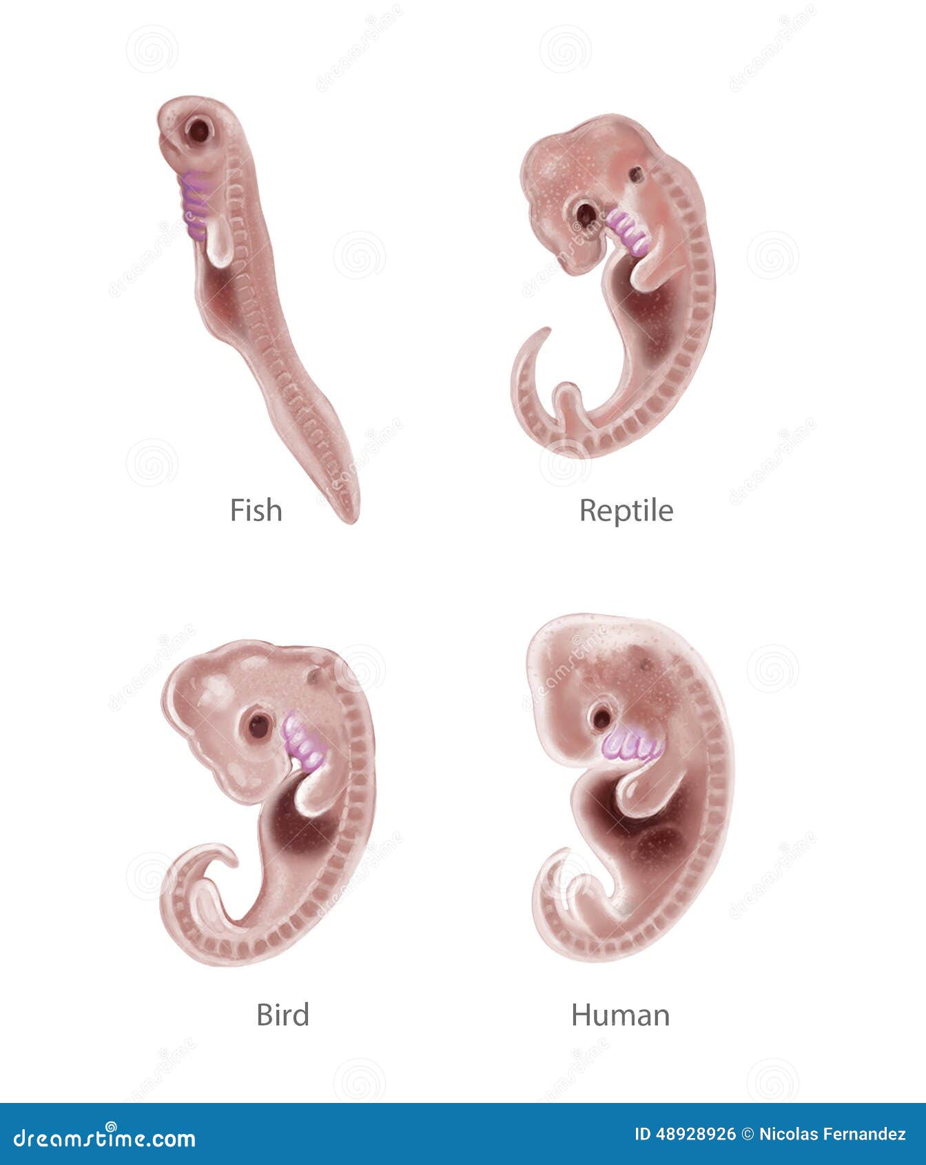 Embrión animal y humano stock de ilustración. Ilustración de fetal ...