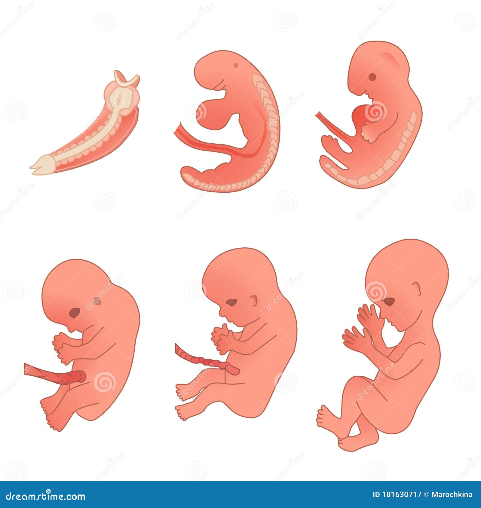 Embrión humano ilustración del vector. Ilustración de fertilidad ...