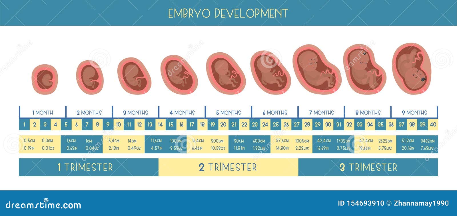 Pregnancy 1 Month. A Human Embryo In The Womb. The Development Of The ...