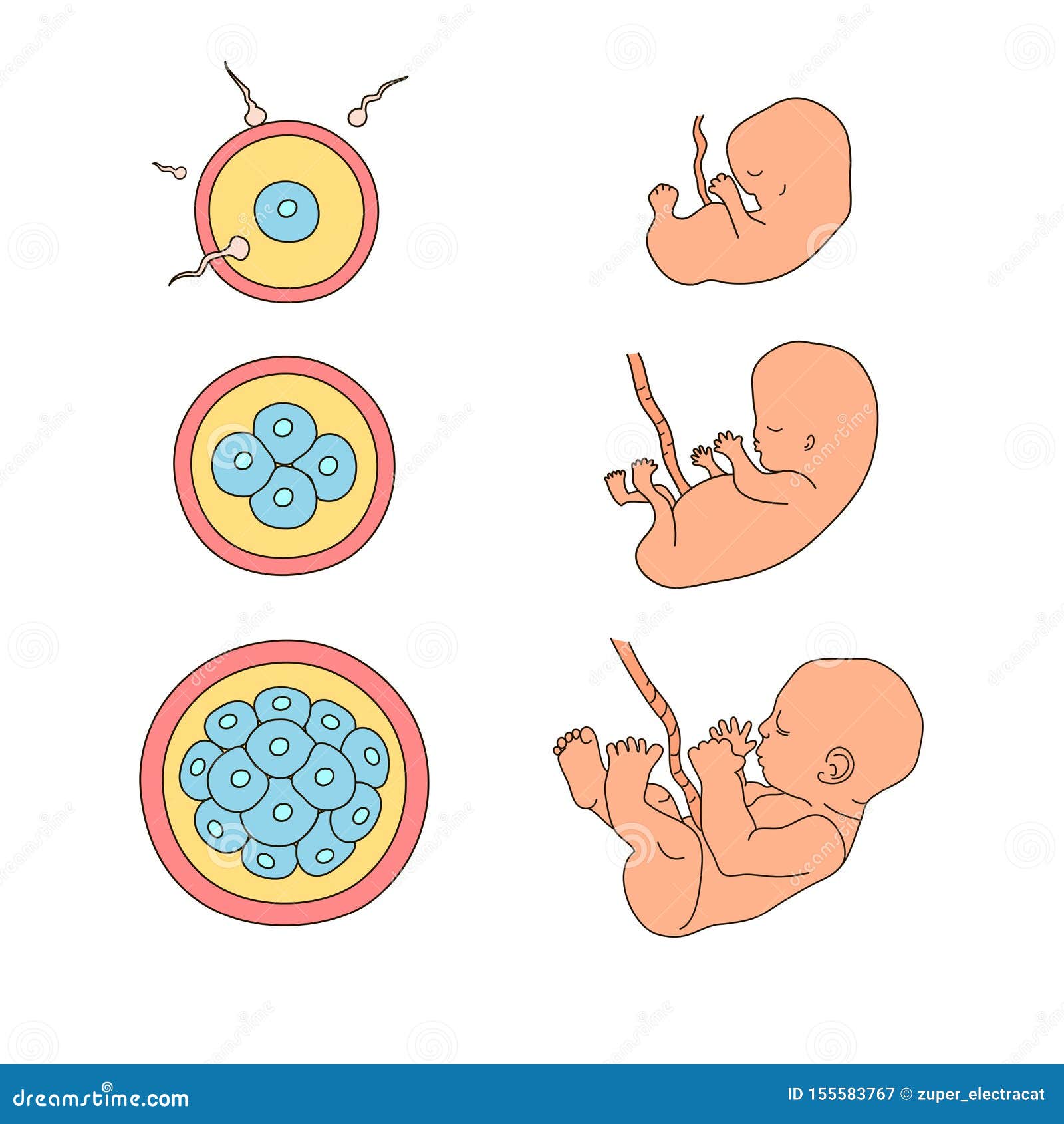 Human Anatomy Illustration. Pregnancy Stages. Embryo Development. Child ...