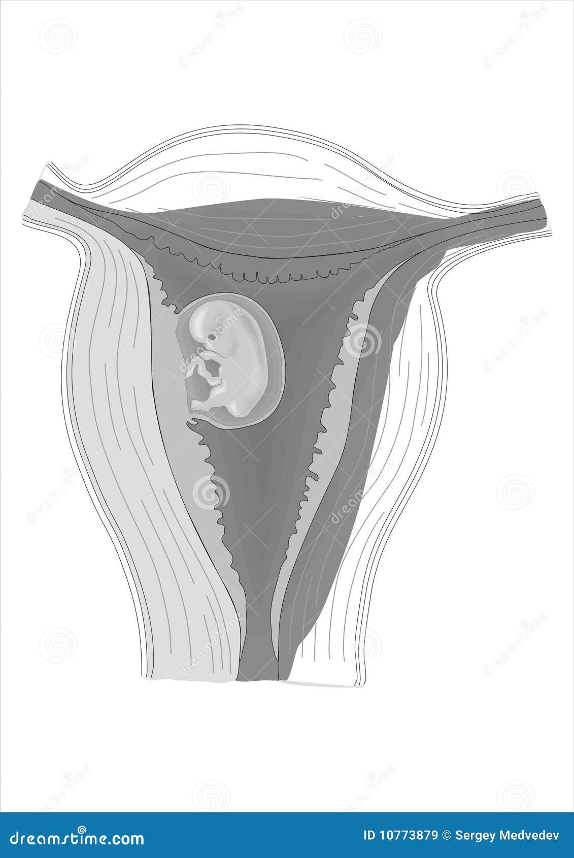 Embryo stock illustration. Illustration of midwife, alive - 10773879