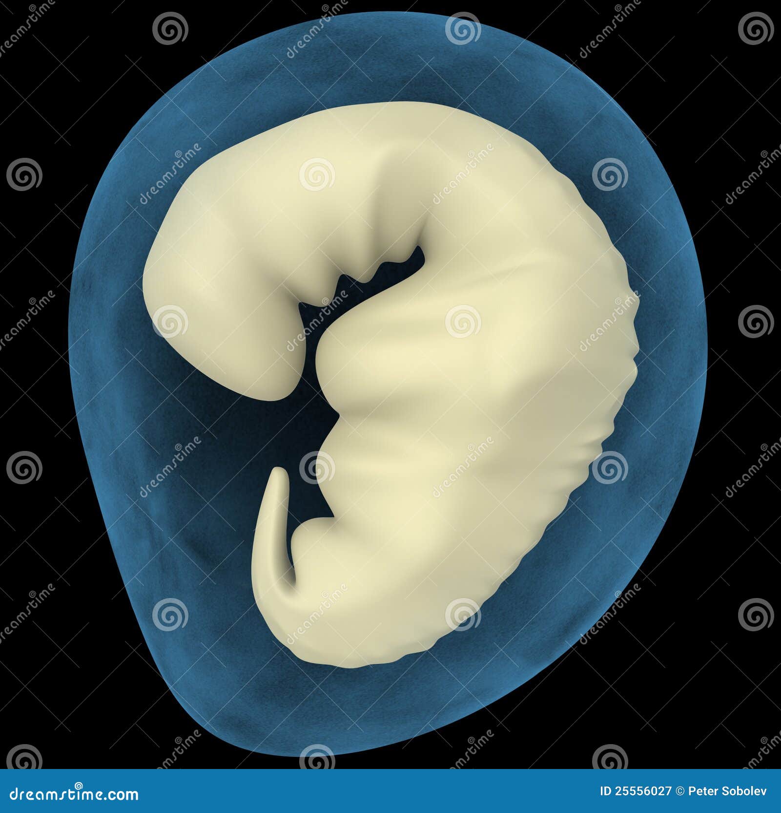 Embryo stock illustration. Illustration of birth, silhouette - 25556027