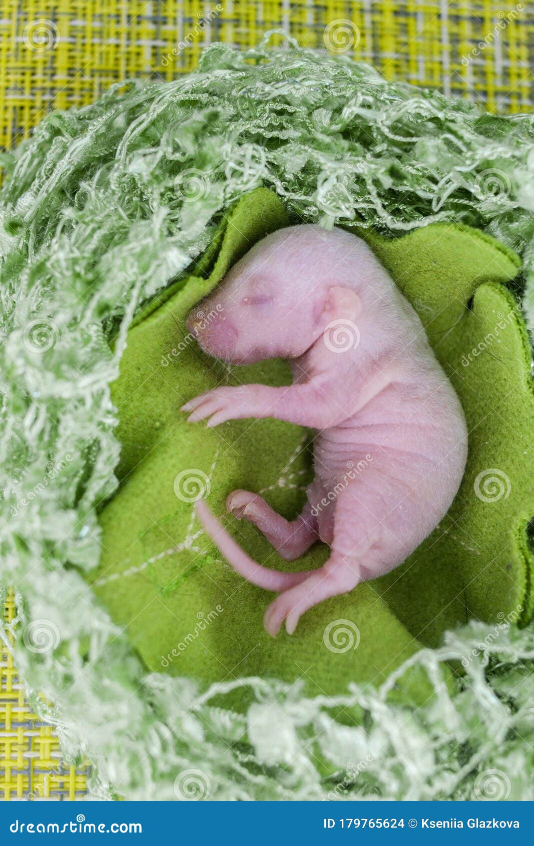 Embryo Beautiful Mouse in the Green Stock Photo - Image of epidemic ...
