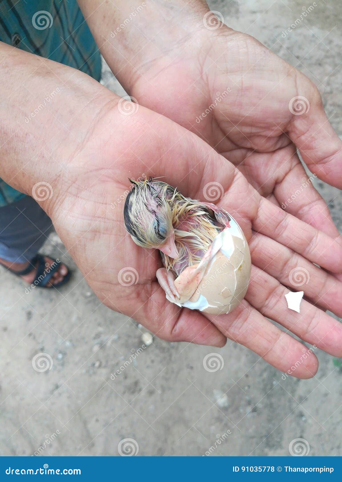 Embryo of Chick in Its Egg Shell Stock Photo - Image of hatching ...