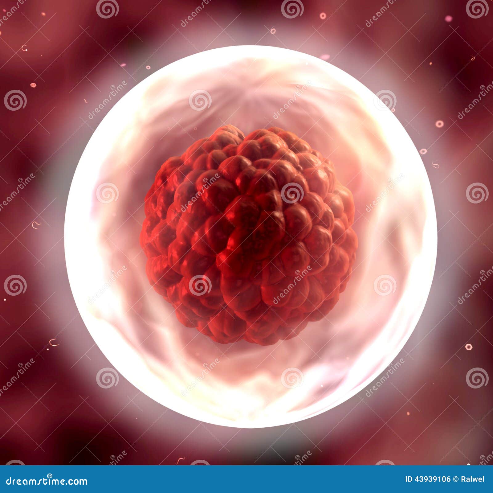 Embryo cleavage stock illustration. Illustration of amoeboid - 43939106