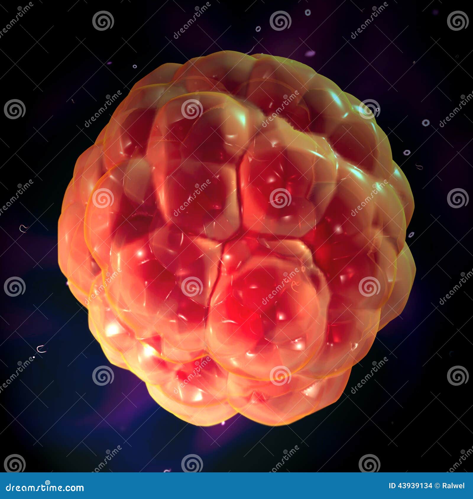 Embryo Cleavage, Medical Illustration Stock Illustration - Illustration ...