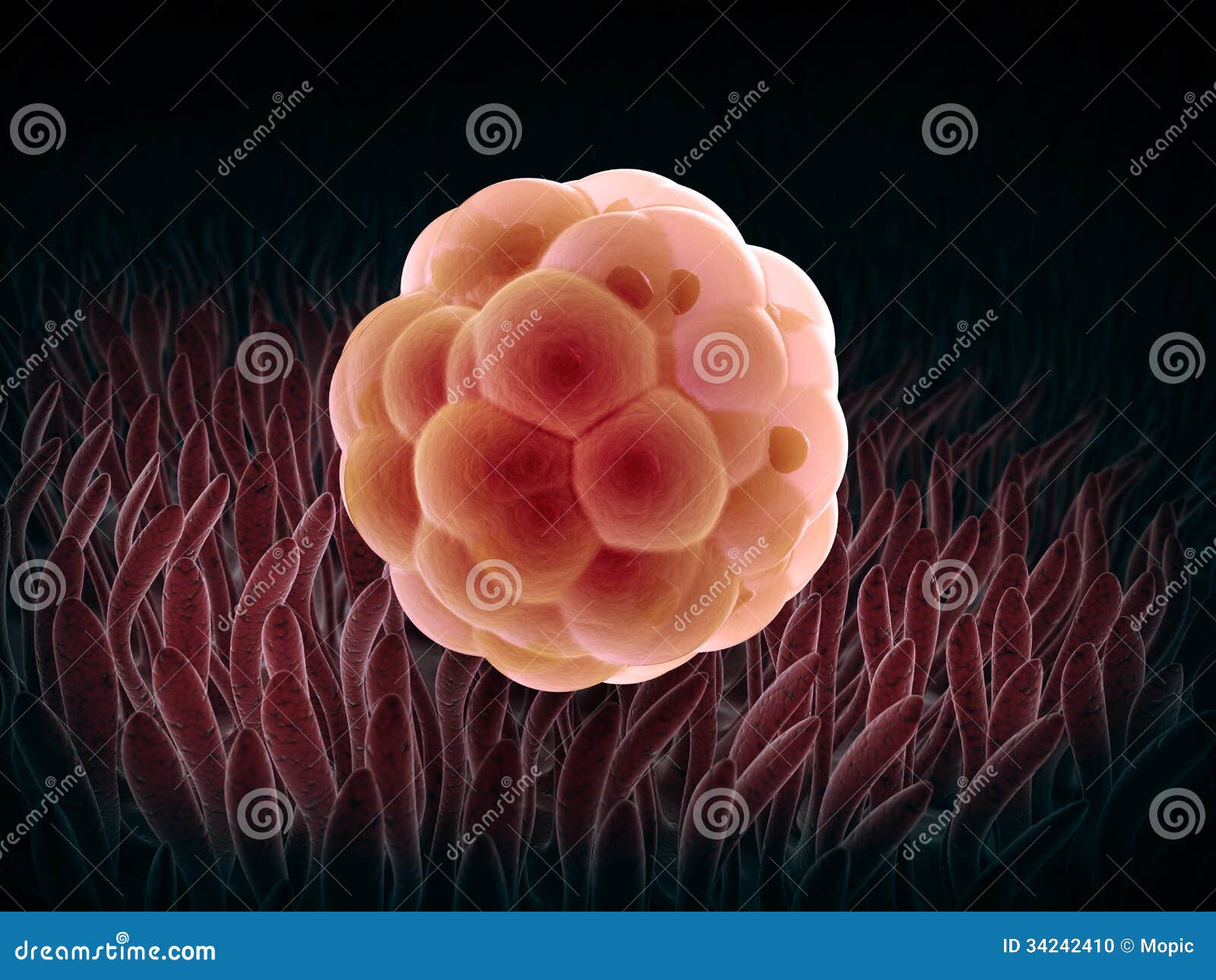 Embryo cleavage stock illustration. Illustration of conception - 34242410