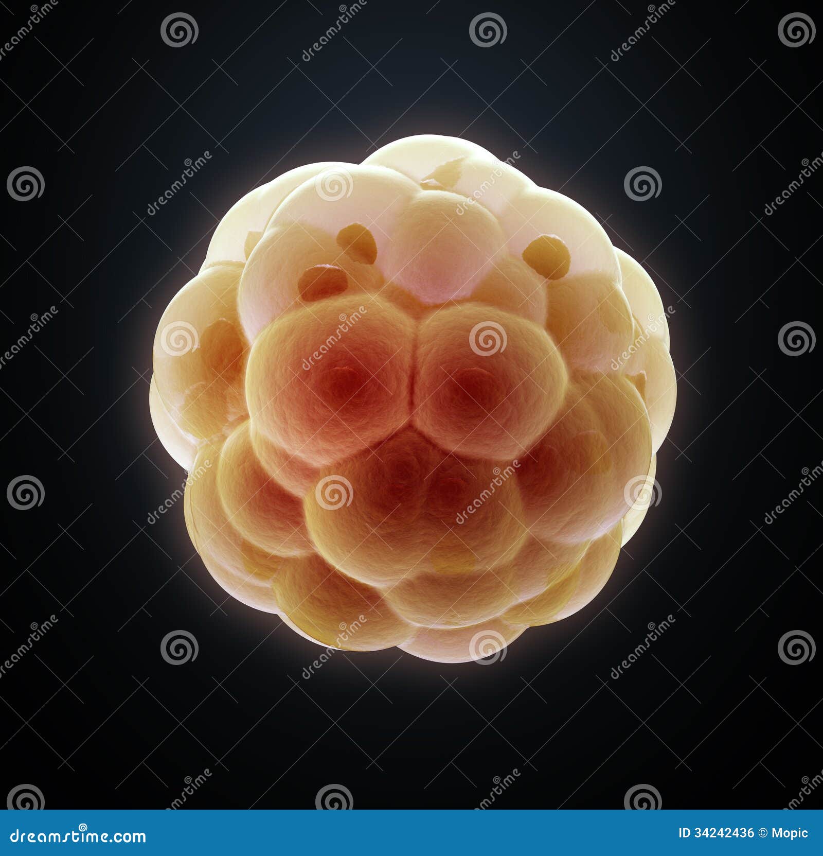 Embryo cleavage stock illustration. Illustration of cell - 34242436