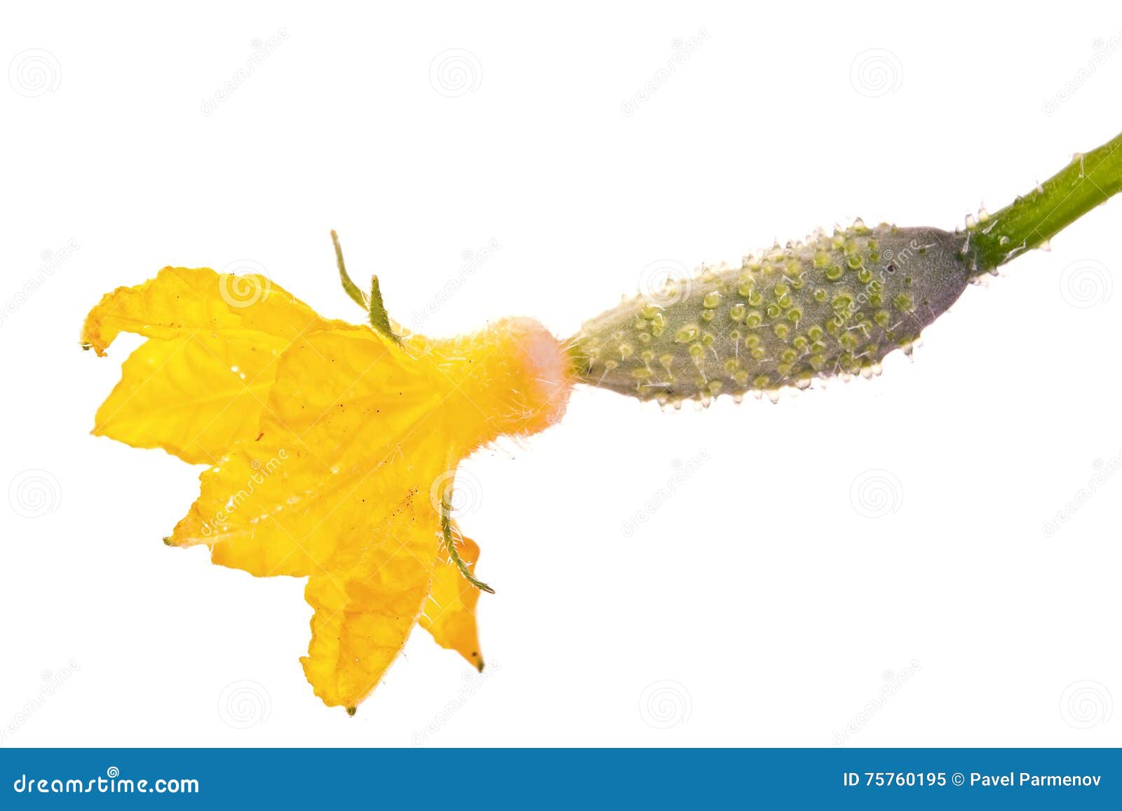 Embryo of Cucumber with a Flower Stock Image - Image of embryo, food ...