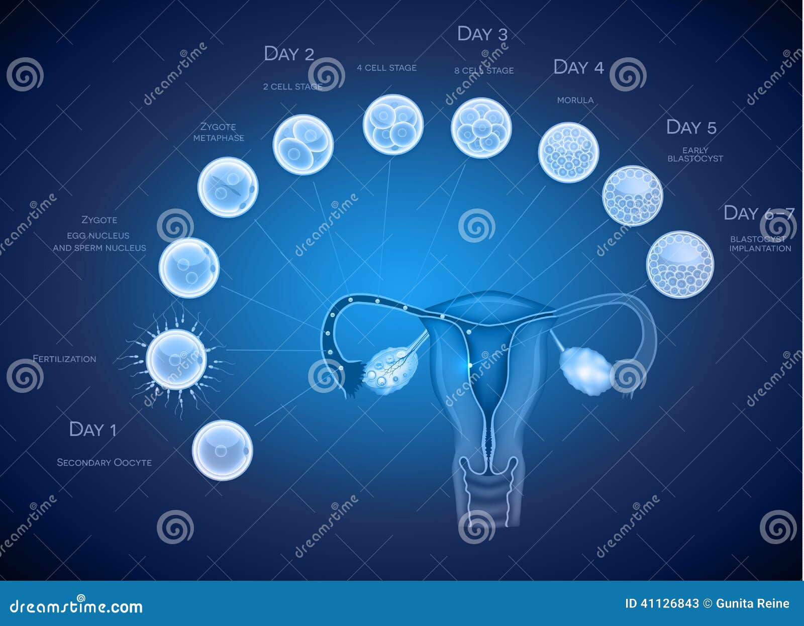 Embryo Development Blue Background Stock Vector - Illustration of baby ...