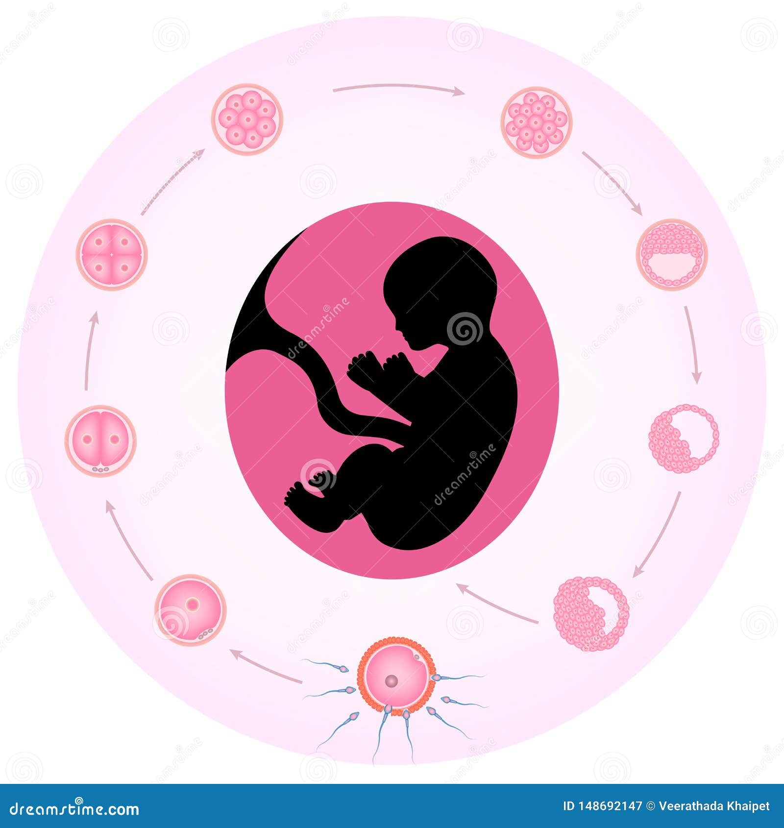 Development Of The Embryo In The Isthmic Department. Cartoon Vector ...