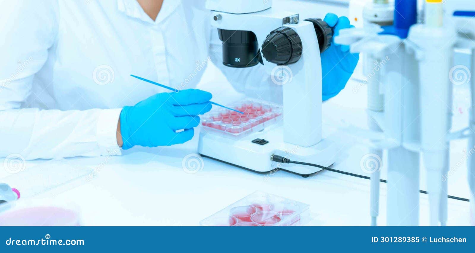 Embryo Development Examination: Microscopes Enable Studying the Proces ...