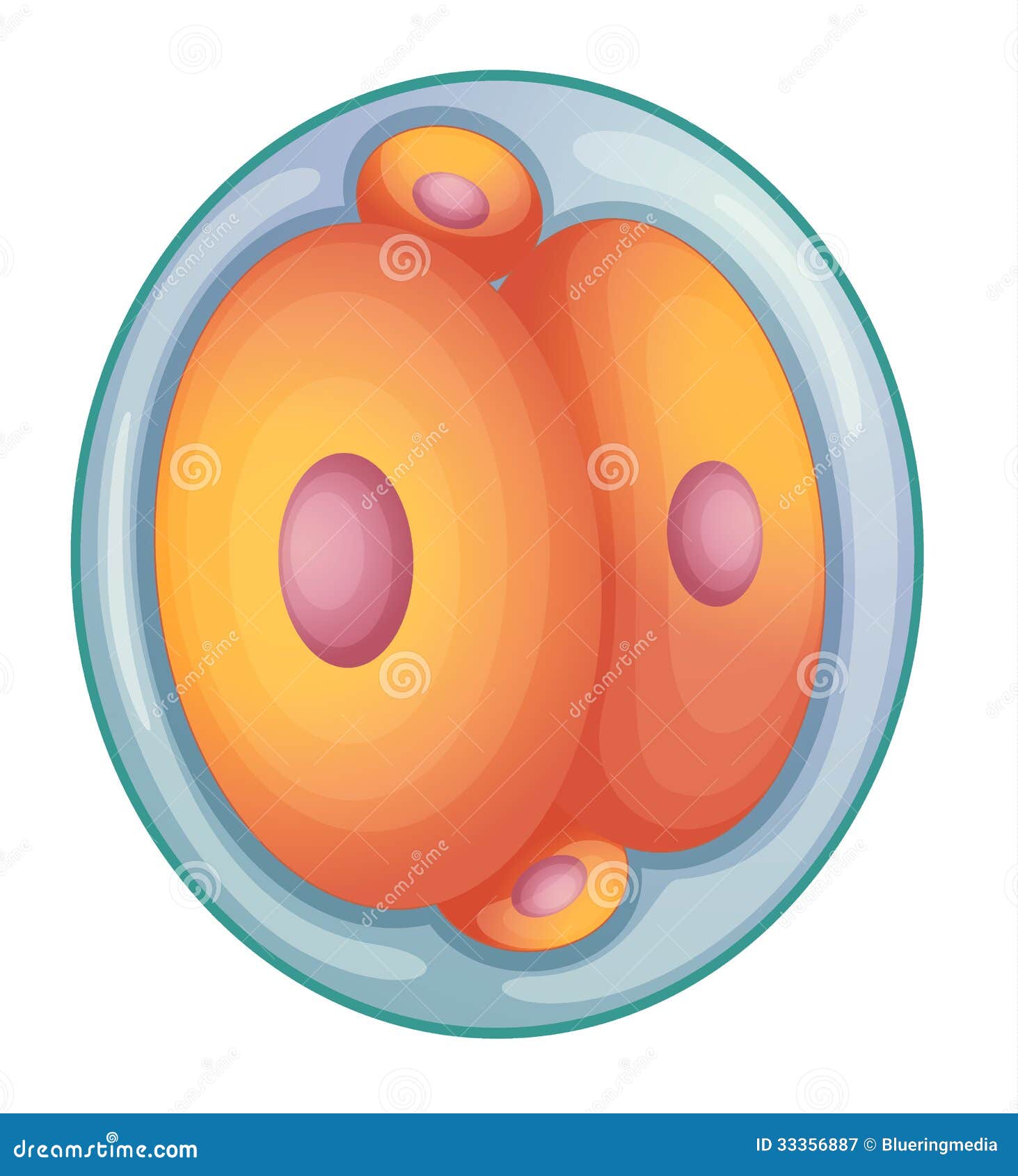 Embryo Development Cartoon Vector | CartoonDealer.com #40608229