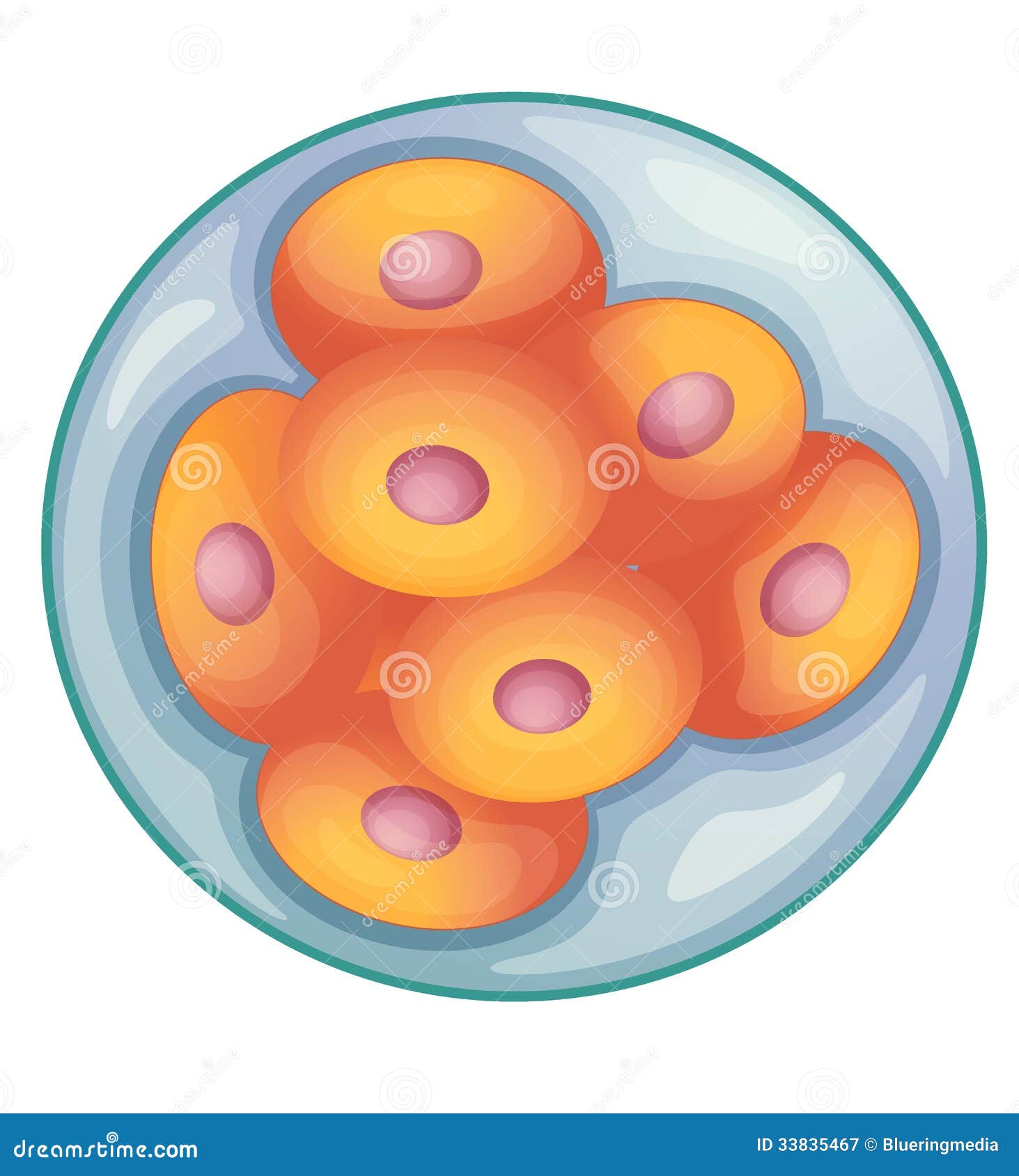 Embryo Development Vector Illustration | CartoonDealer.com #49513700