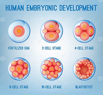 Embryo Development Image stock vector. Illustration of baby - 101017452