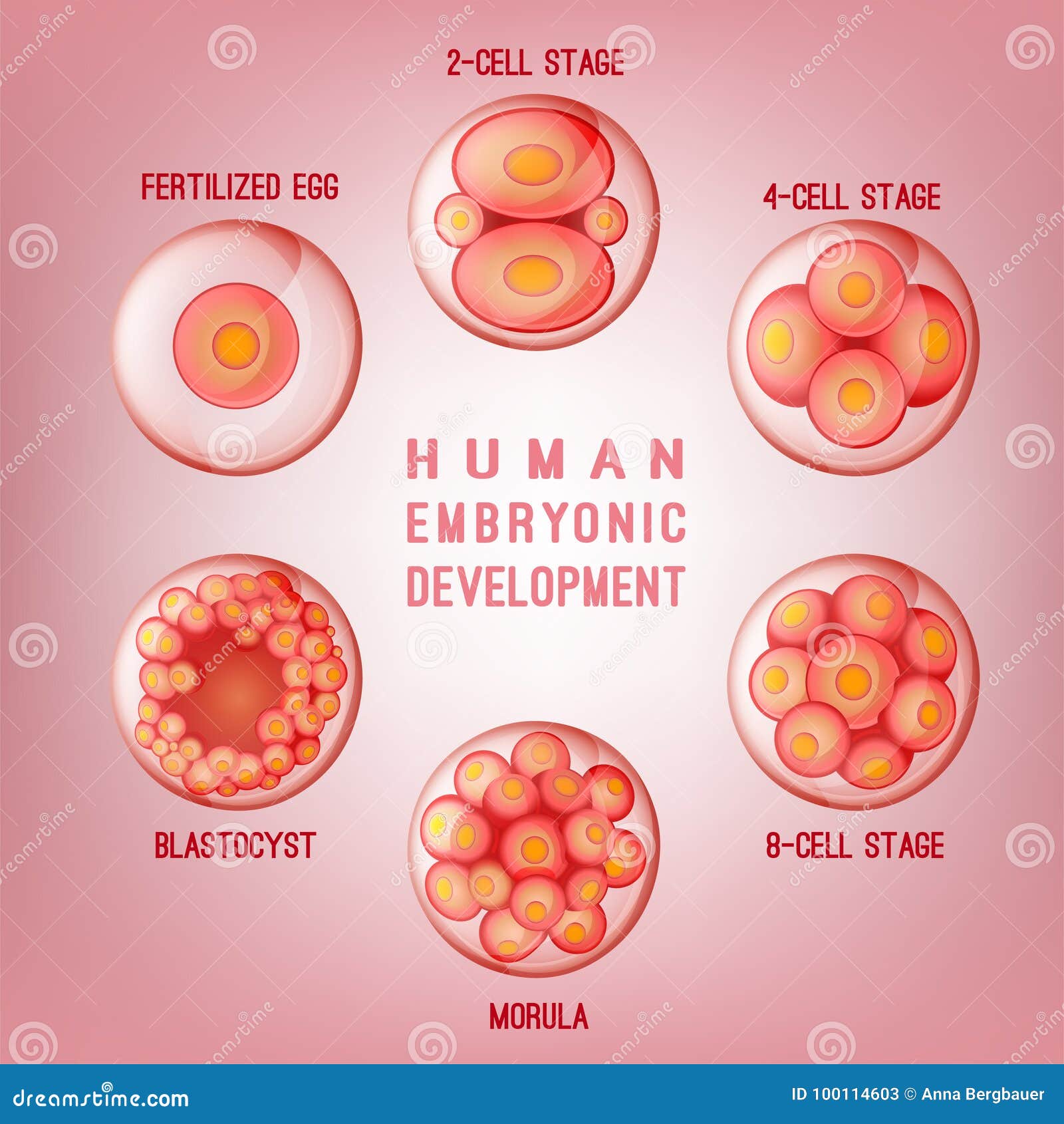 Embryo Development Image stock vector. Illustration of medicine - 100114603