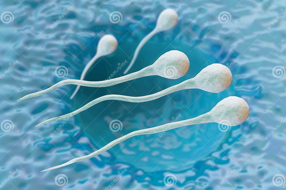 Embryo Development Secondary Oocyte Ovulation and the Crucial ...