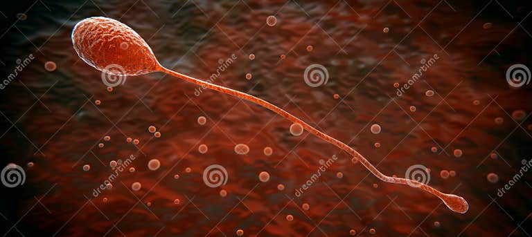 Embryo Development Stages Secondary Oocyte Ovulation and Fertilization ...