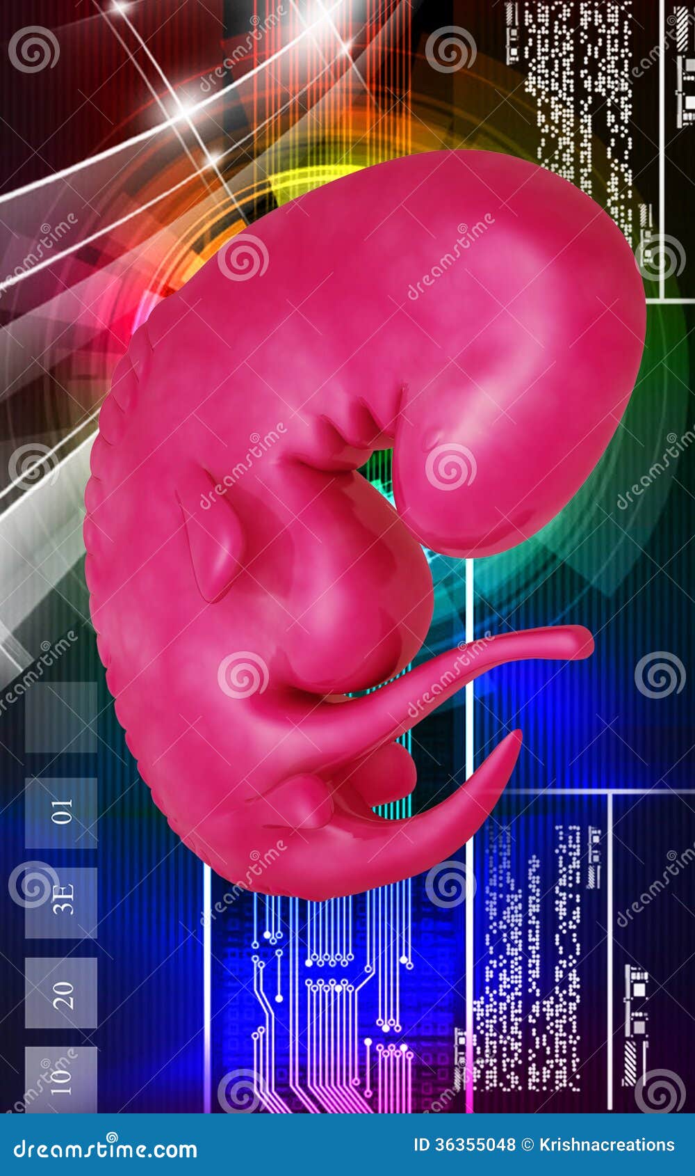 Embryo stock illustration. Illustration of colour, birthchart - 36355048
