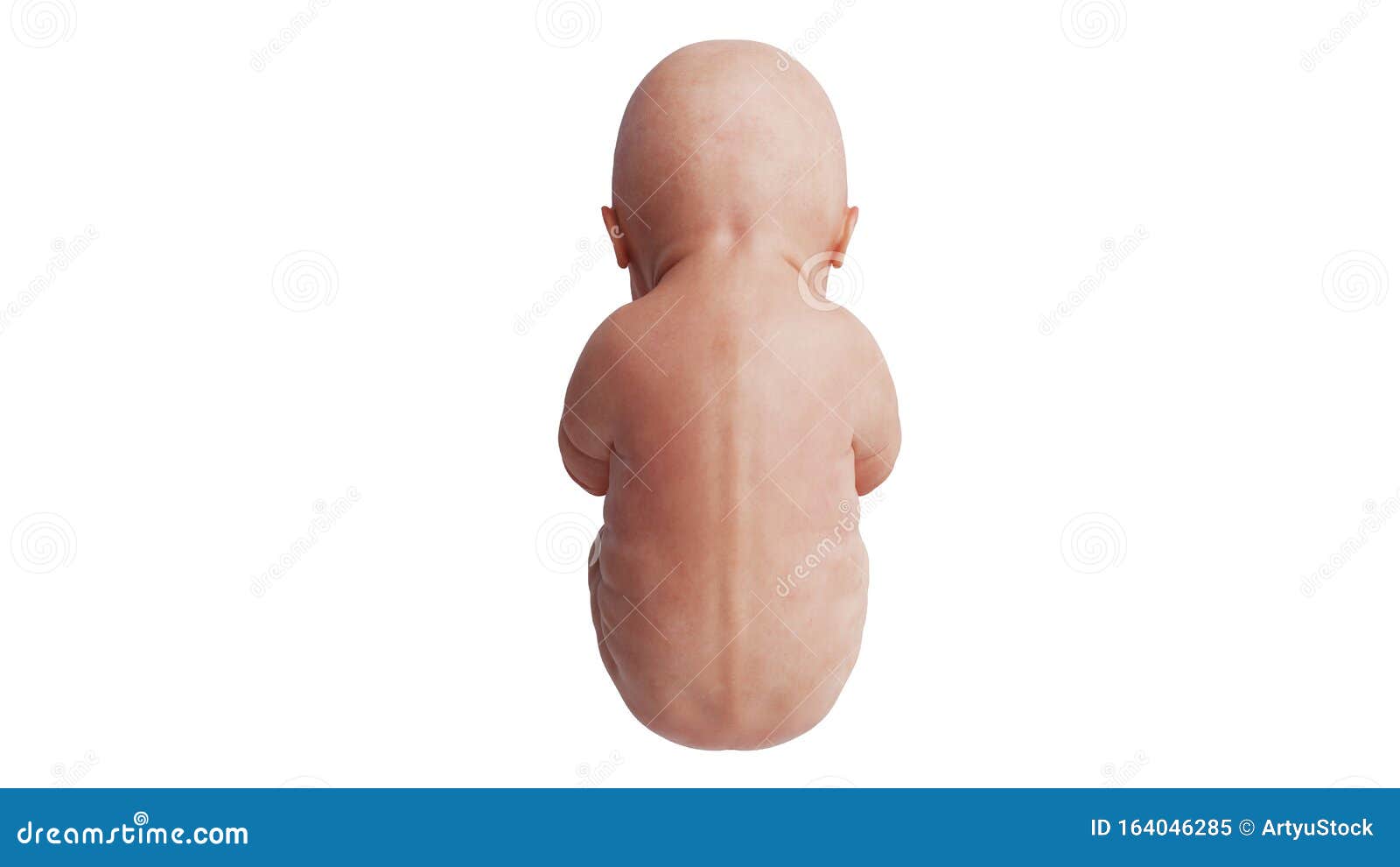 Embryo Human Fetus Unborn, Back View Stock Illustration - Illustration ...