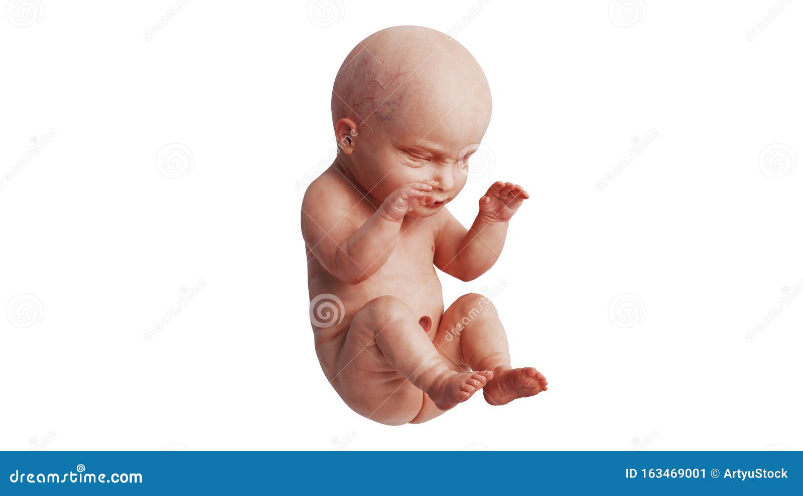 Embryo Human Fetus Unborn, Back View Royalty-Free Stock Photography ...