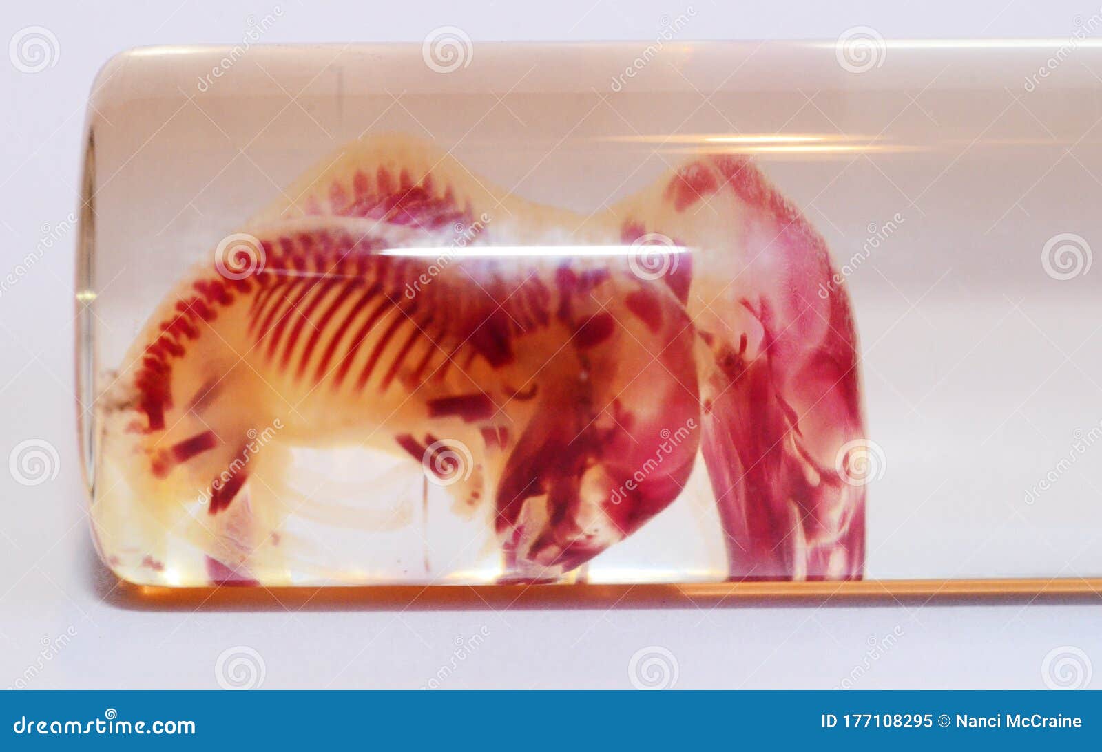 Baby Embryo Mice Visible in Vial Stock Image - Image of gene ...