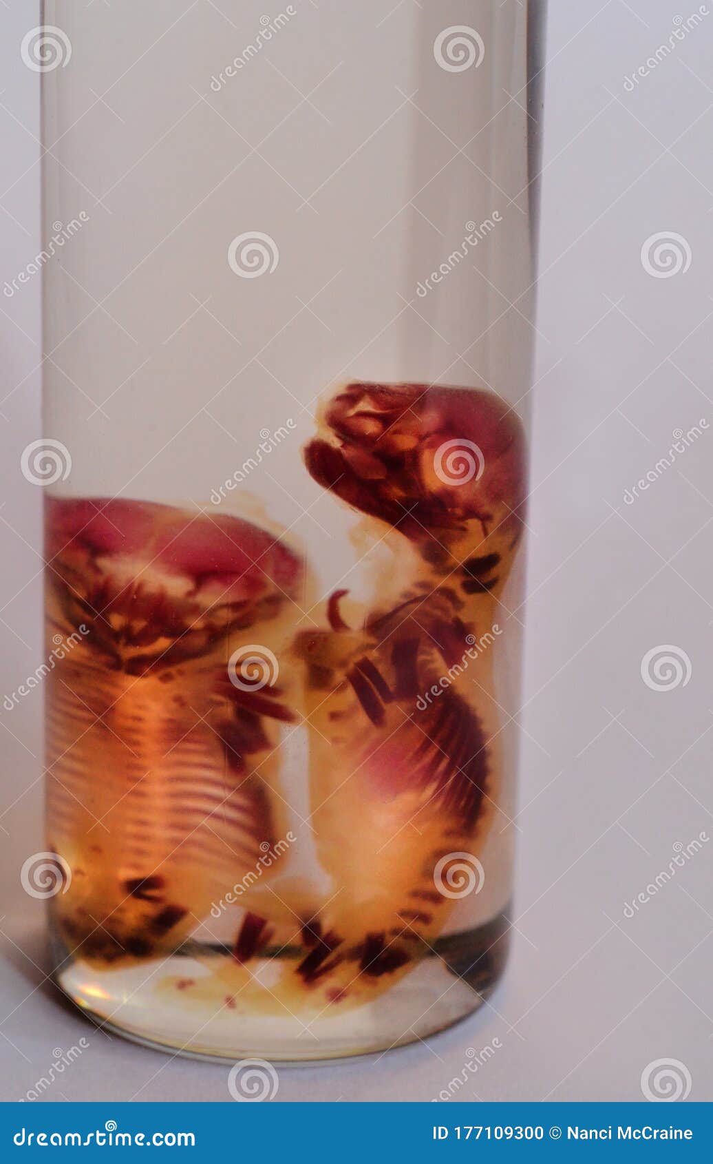 Mice Embryos In Scientific Vial For Research Stock Photo ...