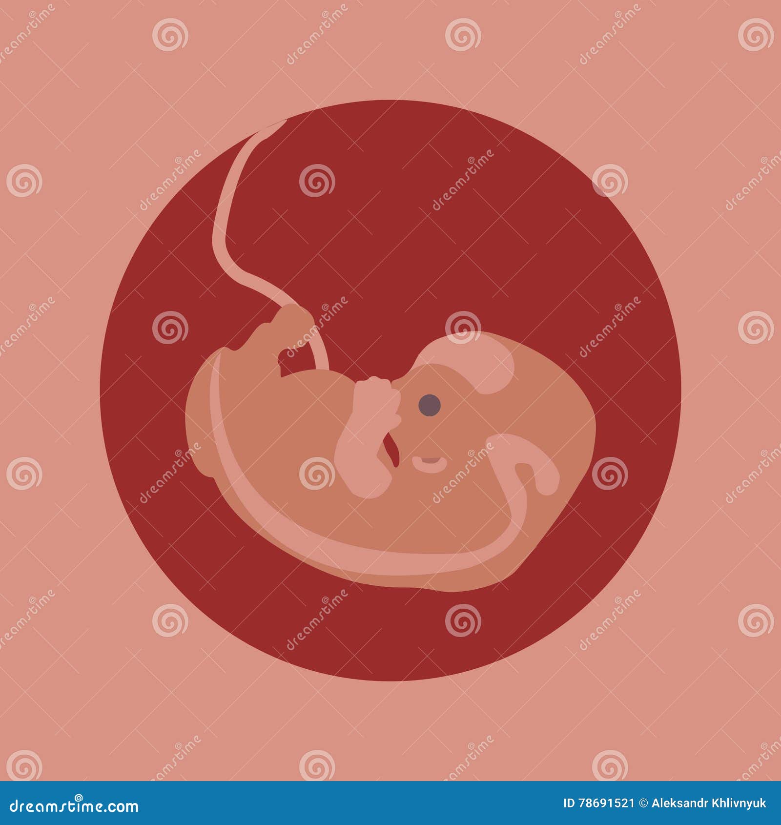 Embryo phase of born stock illustration. Illustration of birth - 78691521