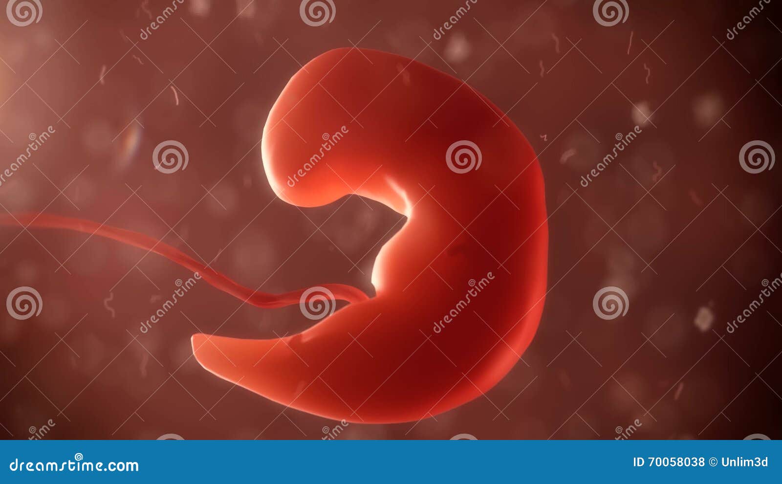 Embryo Phase Of Born Stock Photo | CartoonDealer.com #70058038
