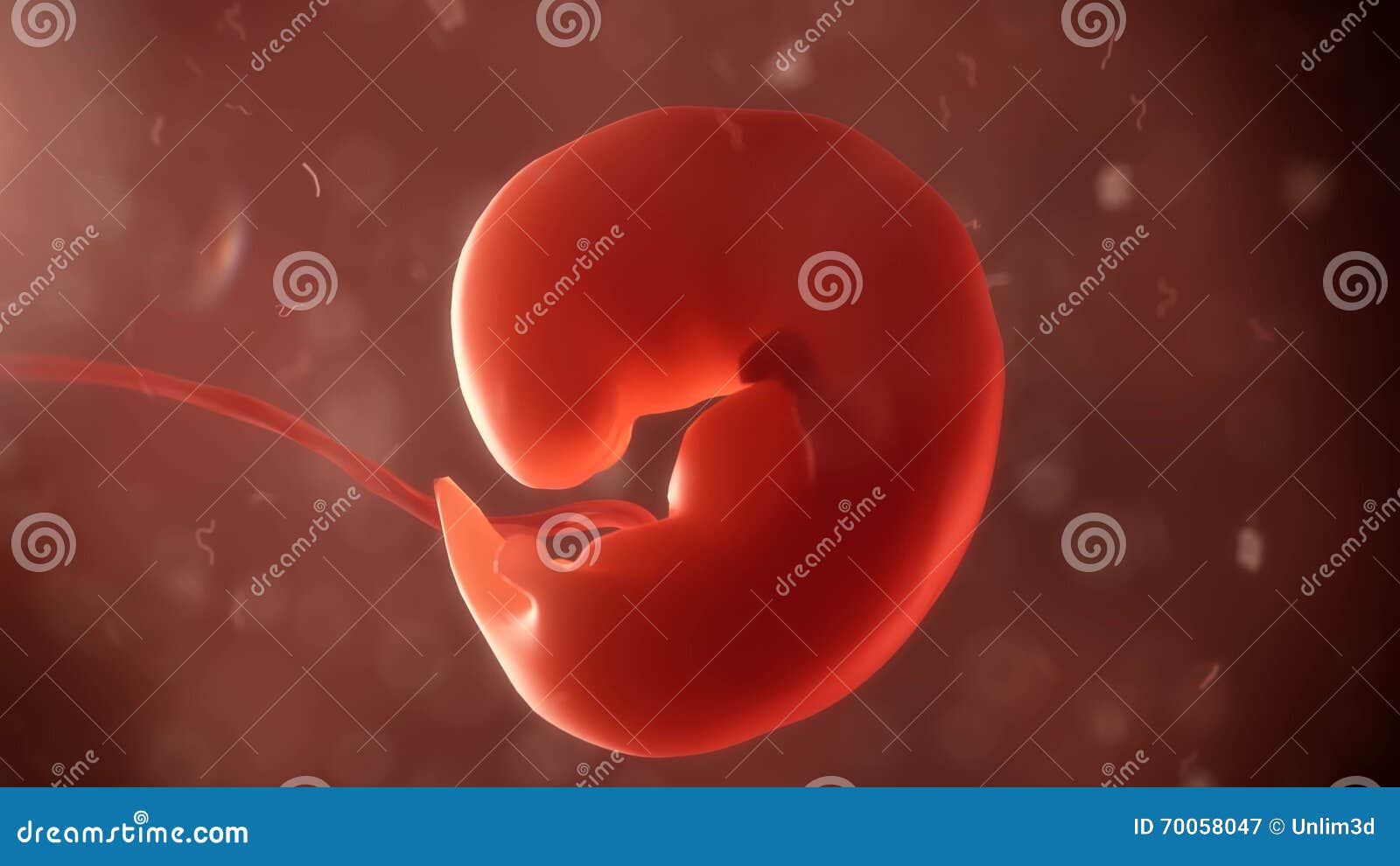 Embryo phase of born stock image. Image of beginning - 70058047