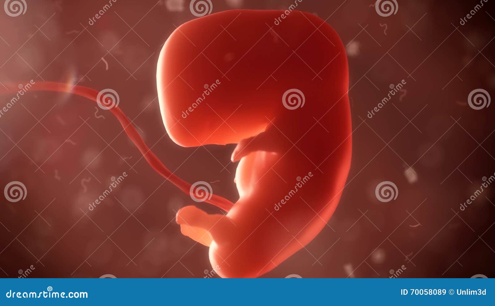 Embryo phase of born stock image. Image of life, human - 70058089