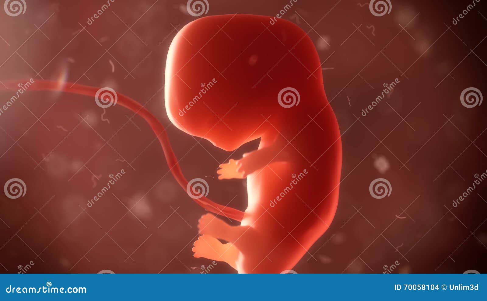 Embryo phase of born stock photo. Image of belly, anatomy - 70058104