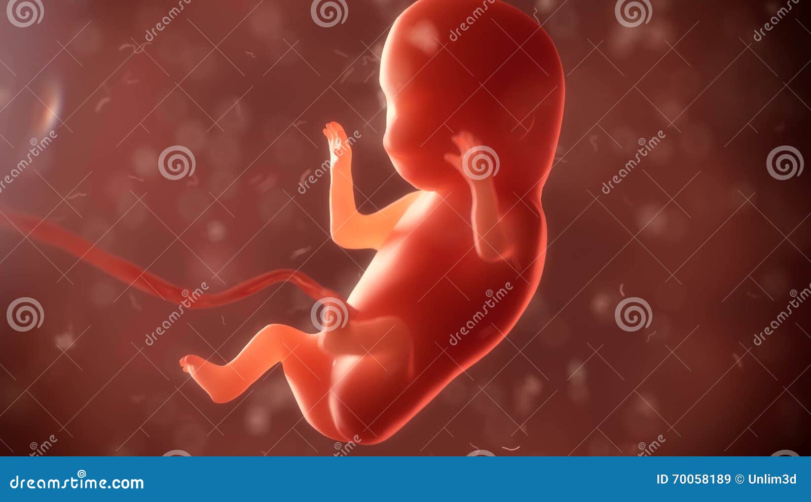 Embryo phase of born stock image. Image of anatomy, dreaming - 70058189
