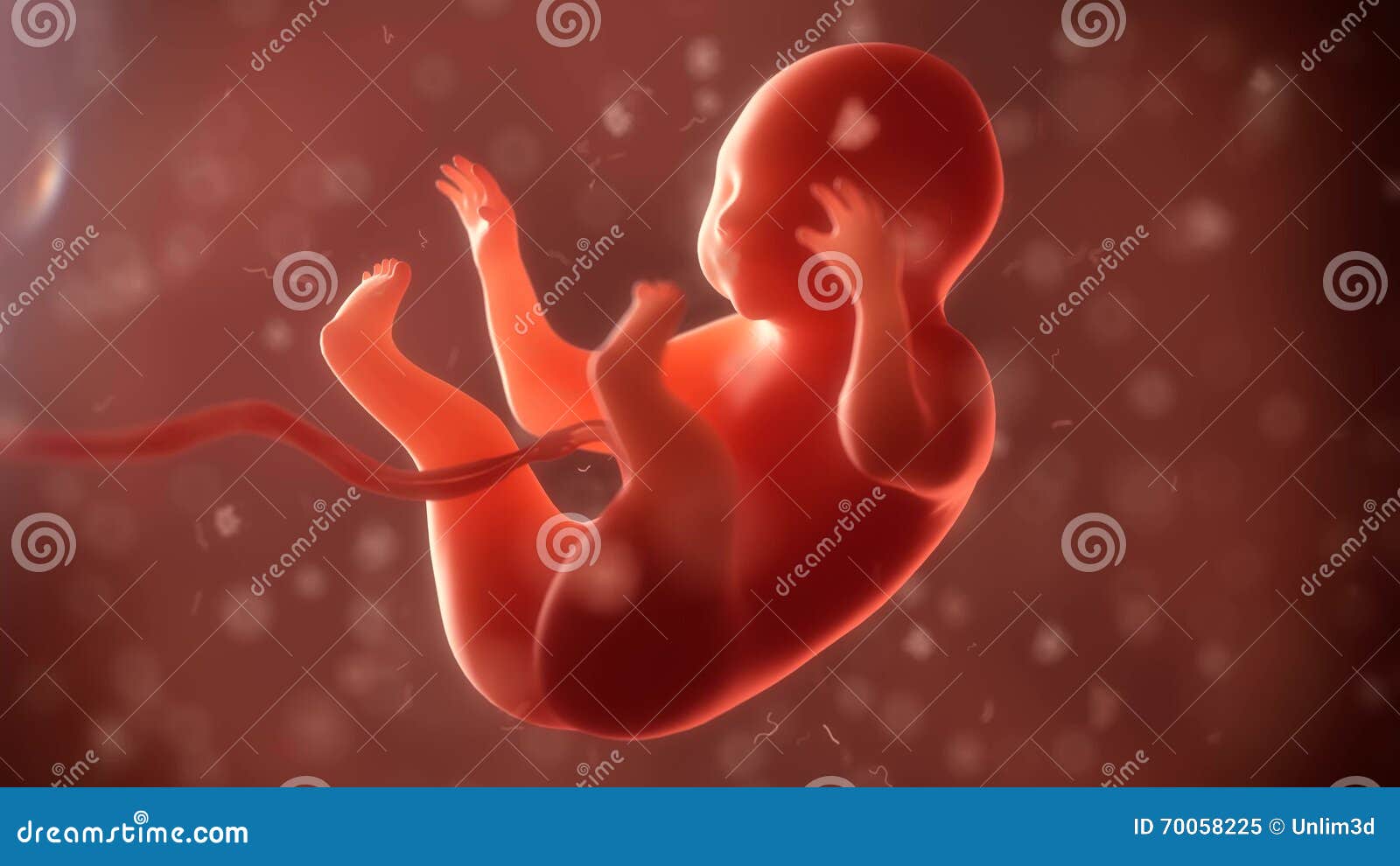 Embryo phase of born stock image. Image of fetal, human - 70058225