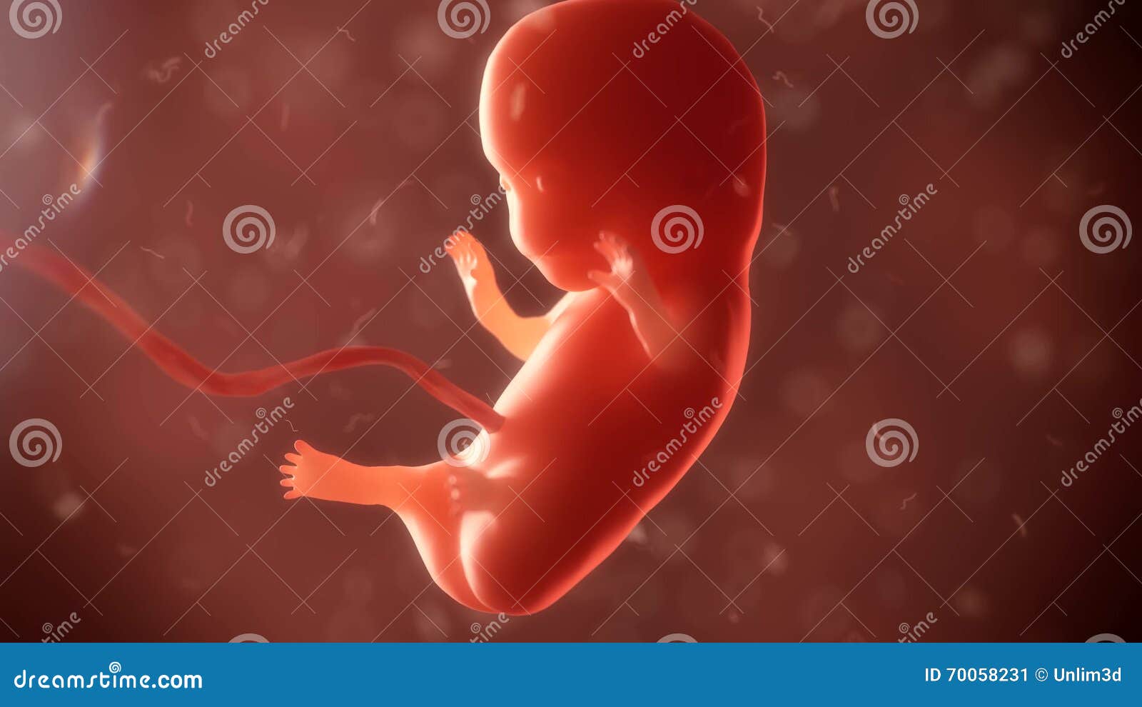 Embryo phase of born stock image. Image of beginning - 70058231