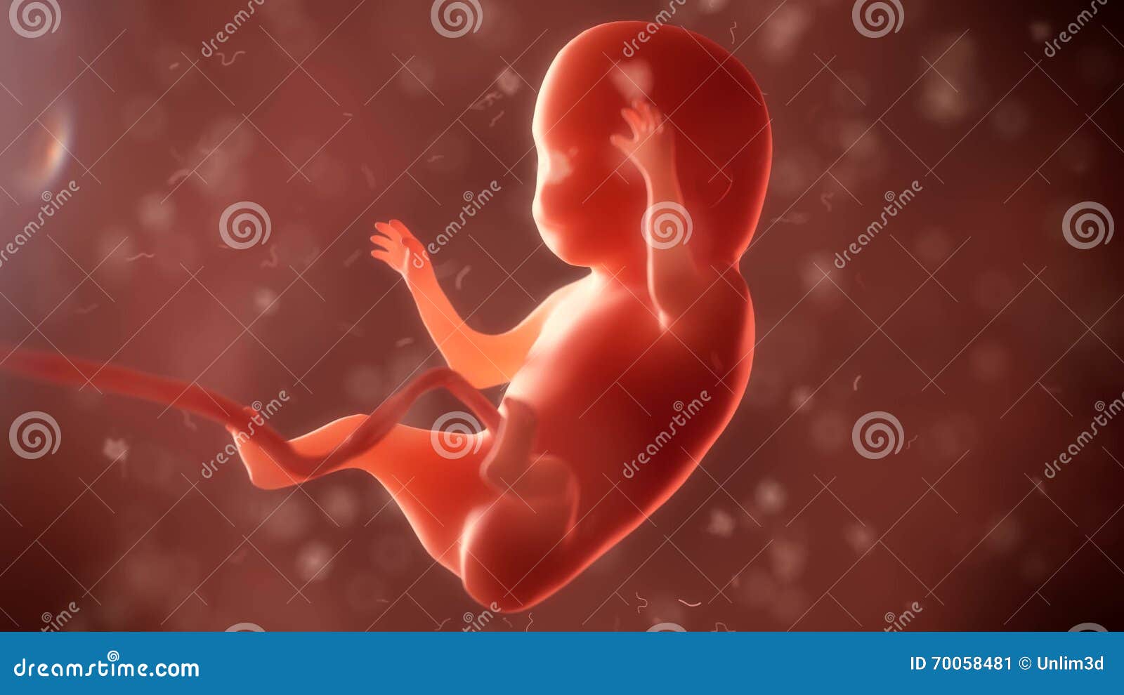 Embryo phase of born stock image. Image of health, childbirth - 70058481