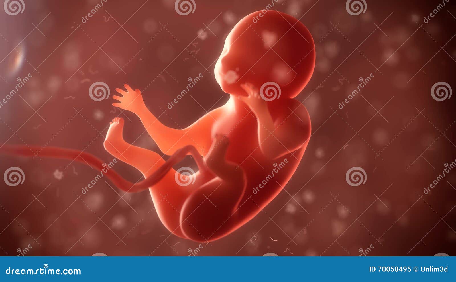 Embryo phase of born stock image. Image of eight, embryo - 70058495