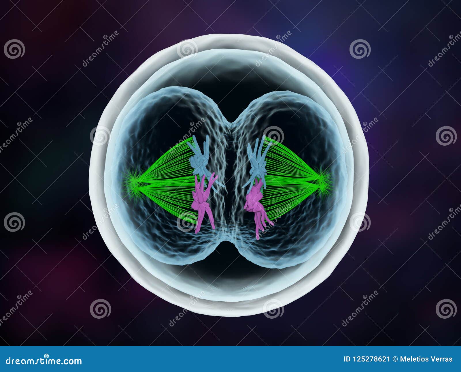 Embryo`s First Cell Cleavage Stock Illustration - Illustration of ...
