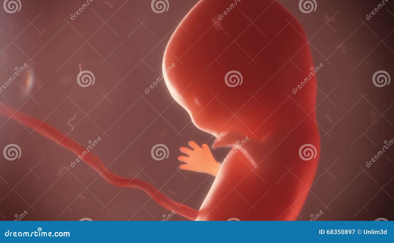 Embryo timelapse of born stock video. Video of child - 68350897