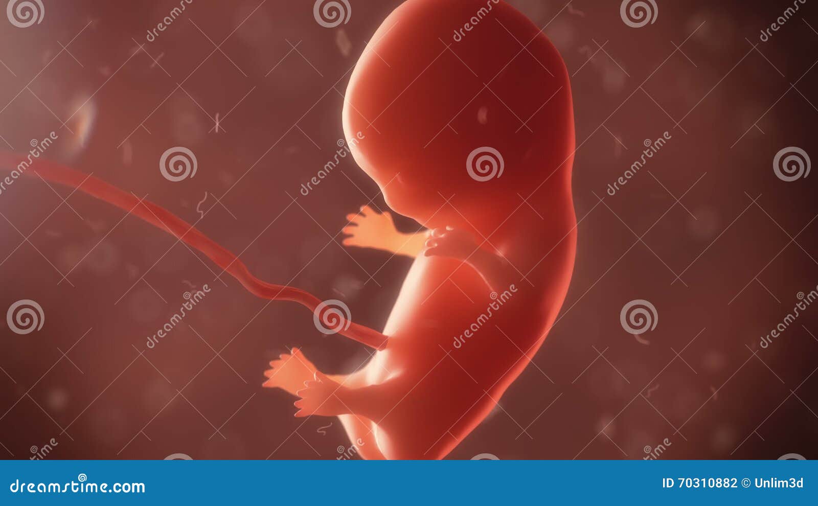 Embryo timelapse of born stock footage. Video of father - 70310882