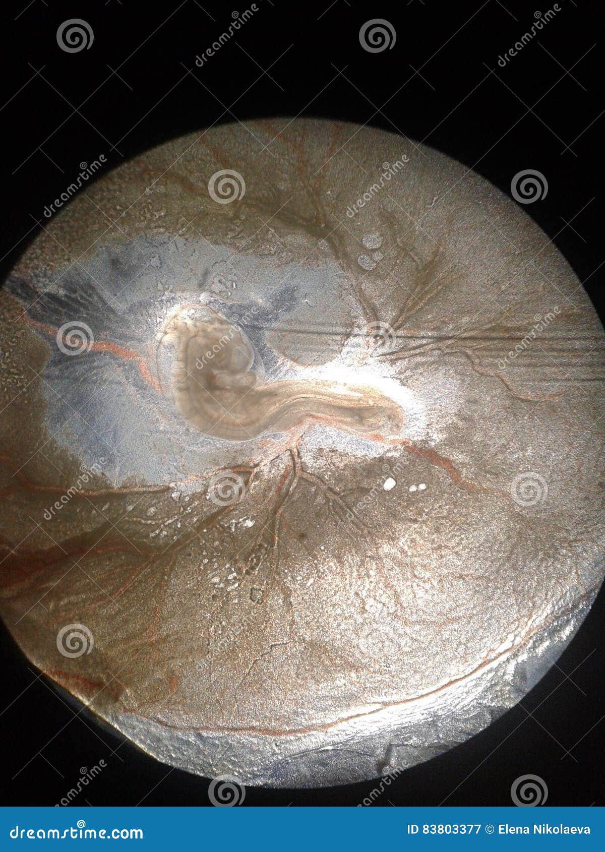 The Embryo Under a Binocular Microscope Stock Image - Image of chicken ...