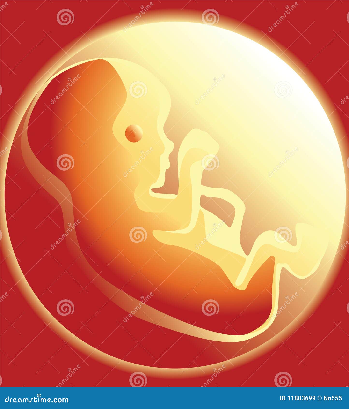 Embryo vector stock vector. Illustration of baby, anatomy - 11803699