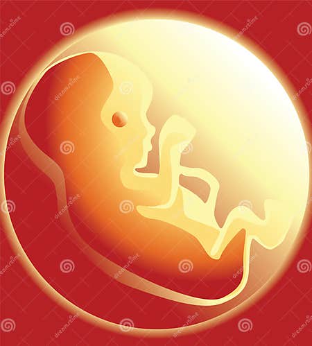 Embryo vector stock vector. Illustration of baby, anatomy - 11803699
